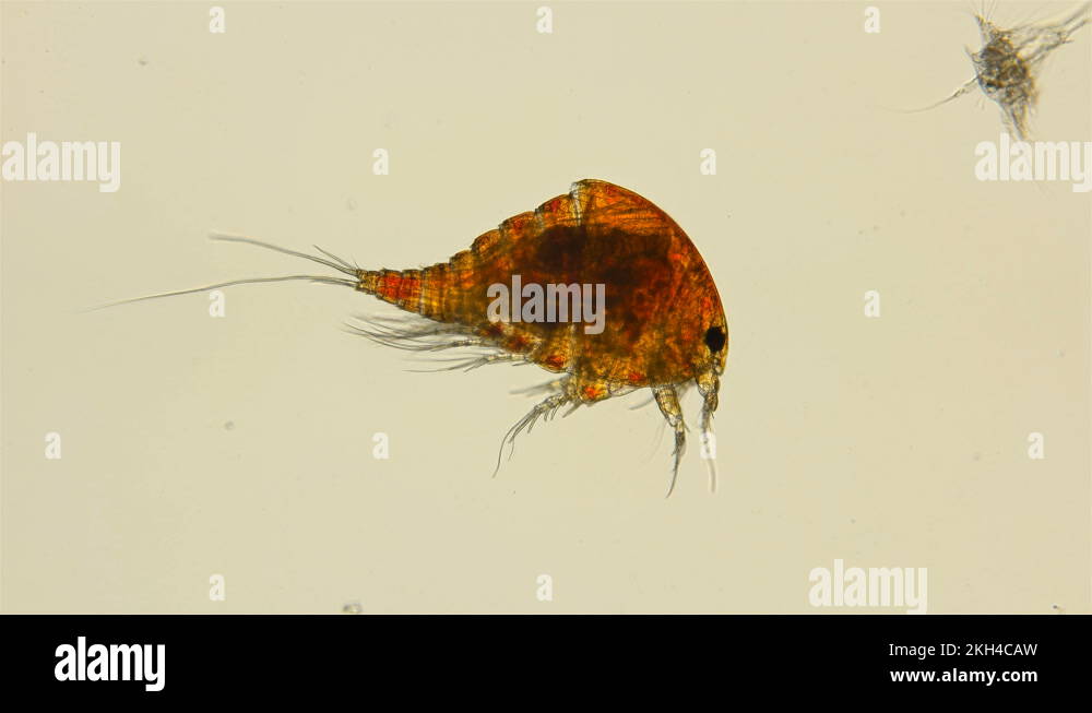 zooplankton of the Black Sea under a microscope. Copepoda family of ...