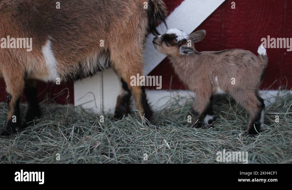 4 h goat Stock Videos & Footage - HD and 4K Video Clips - Alamy