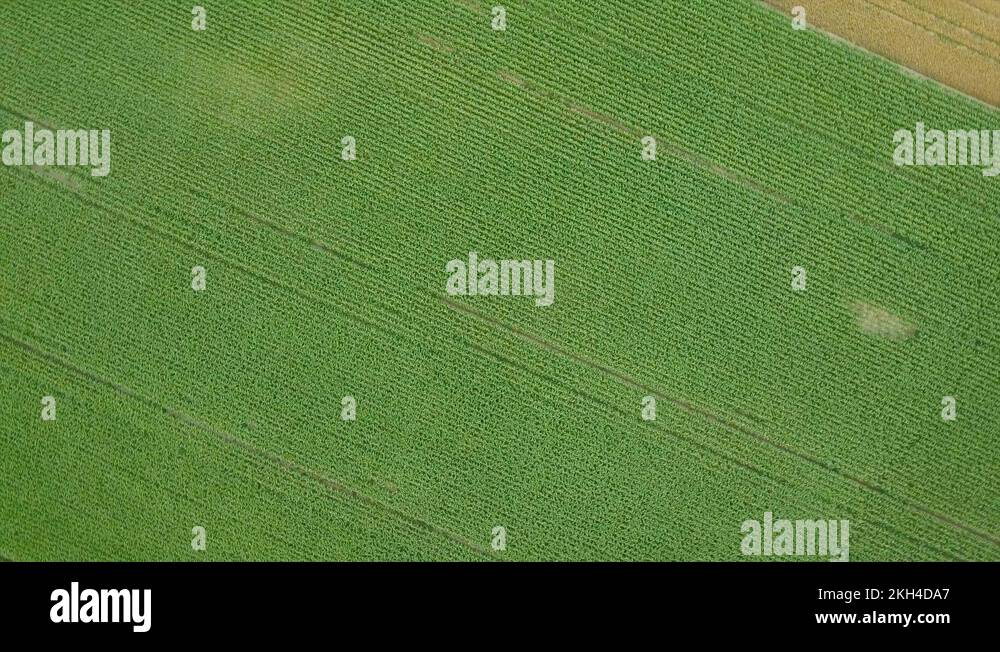 Corn field texture Stock Videos & Footage - HD and 4K Video Clips - Alamy