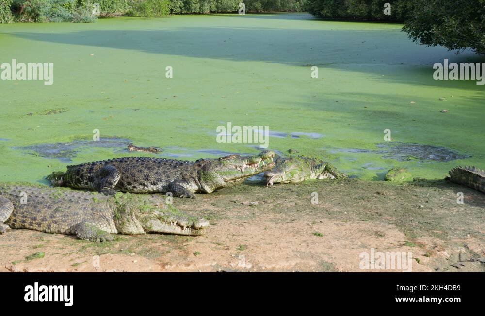 Australian saltwater crocodiles Stock Videos & Footage - HD and 4K ...