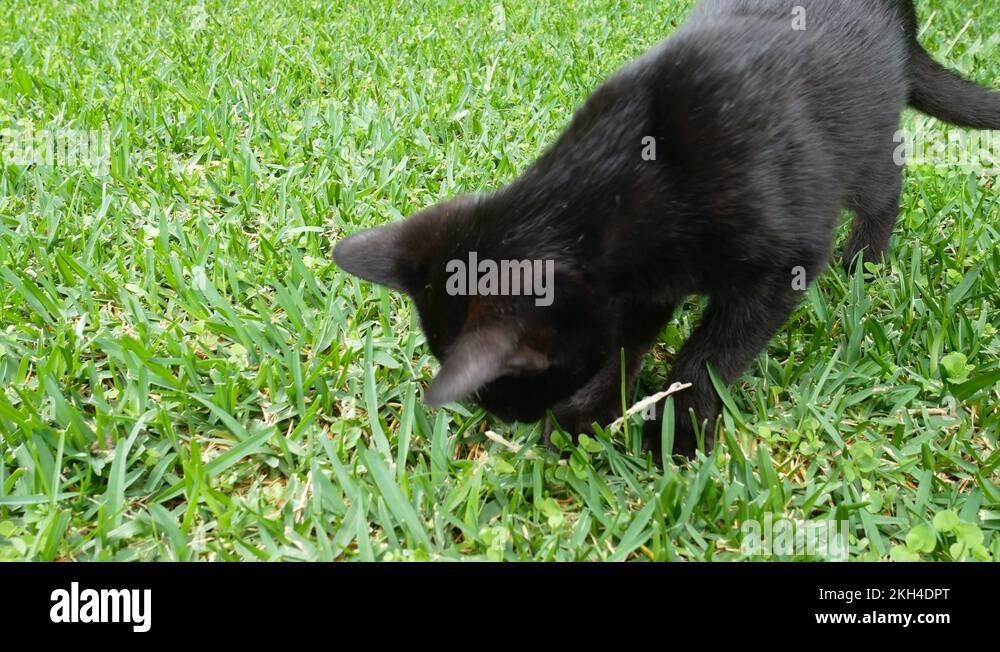 Kitten eating fish Stock Videos & Footage - HD and 4K Video Clips - Alamy