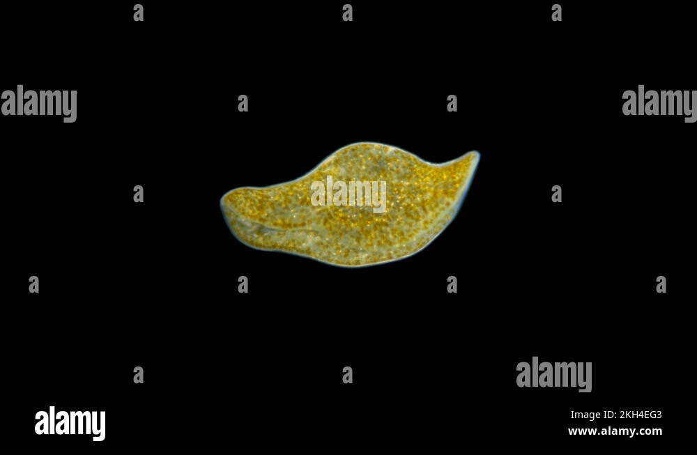 Black Sea plankton and zooplankton under a microscope, marine flatworm ...