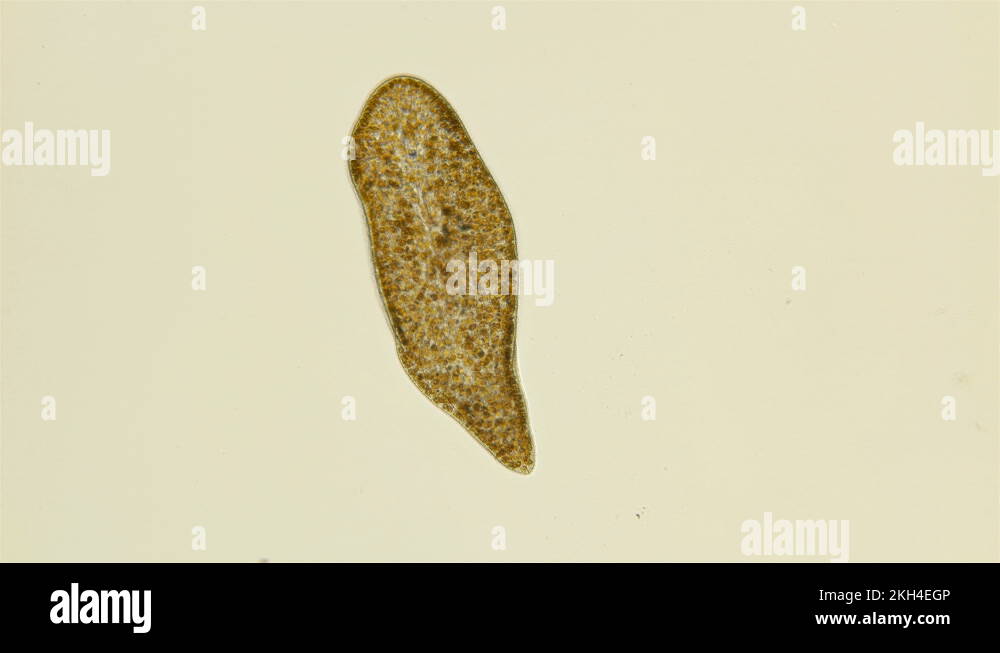 Black Sea plankton and zooplankton under a microscope, marine flatworm ...