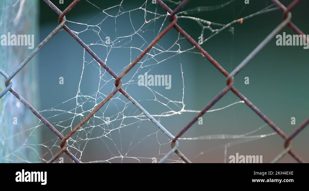Spider web fence Stock Videos & Footage - HD and 4K Video Clips - Alamy