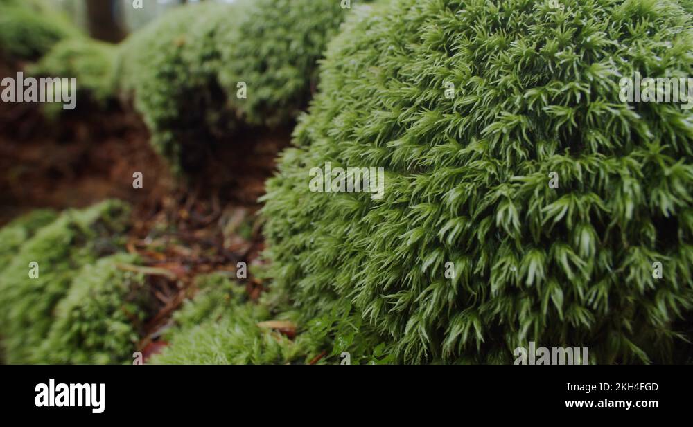 Moss on bushes Stock Videos & Footage - HD and 4K Video Clips - Alamy