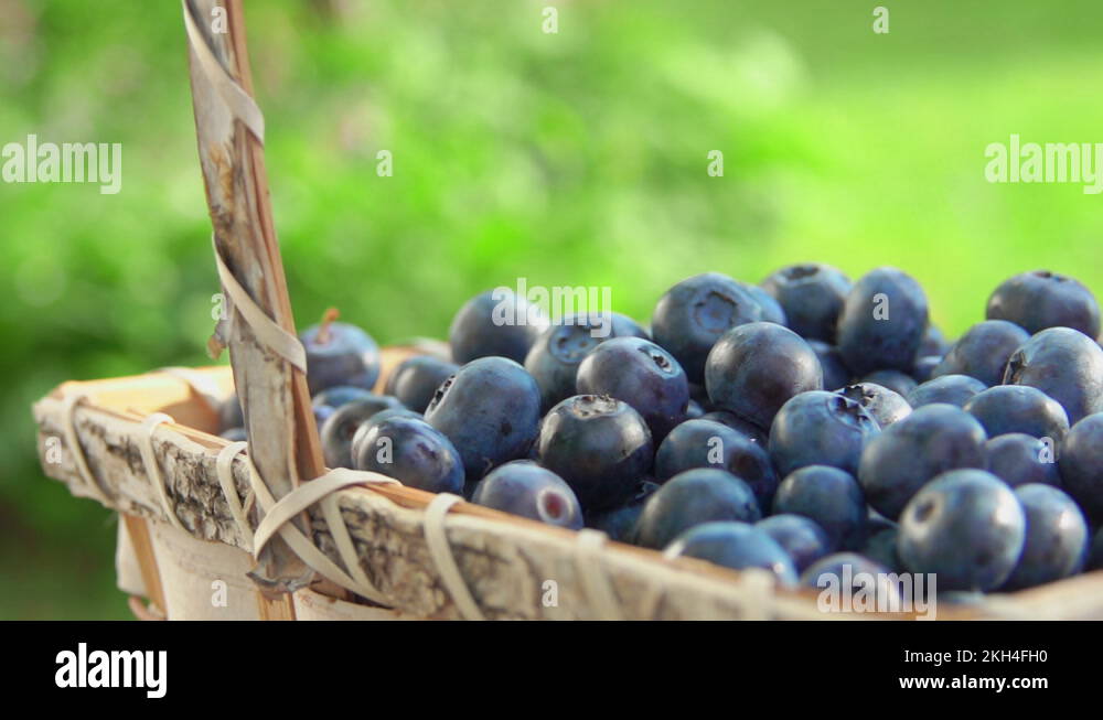 One berry Stock Videos & Footage - HD and 4K Video Clips - Alamy