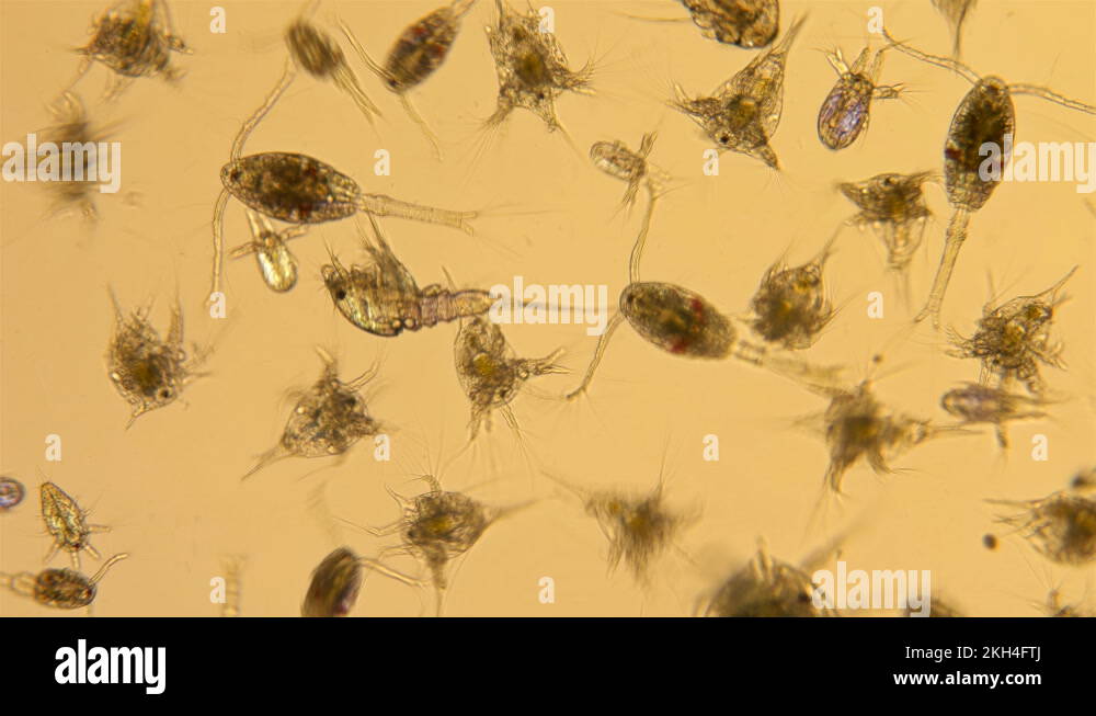 Black Sea plankton and zooplankton under a microscope, the diversity of ...