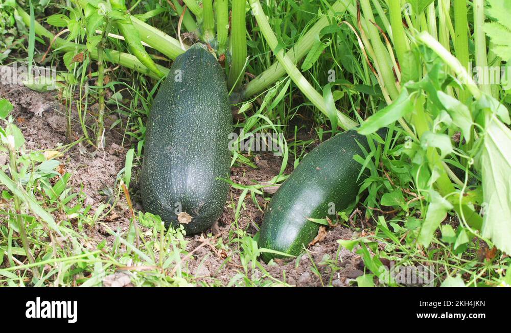 Watering the green marrows in a garden in UHD Stock Video Footage - Alamy