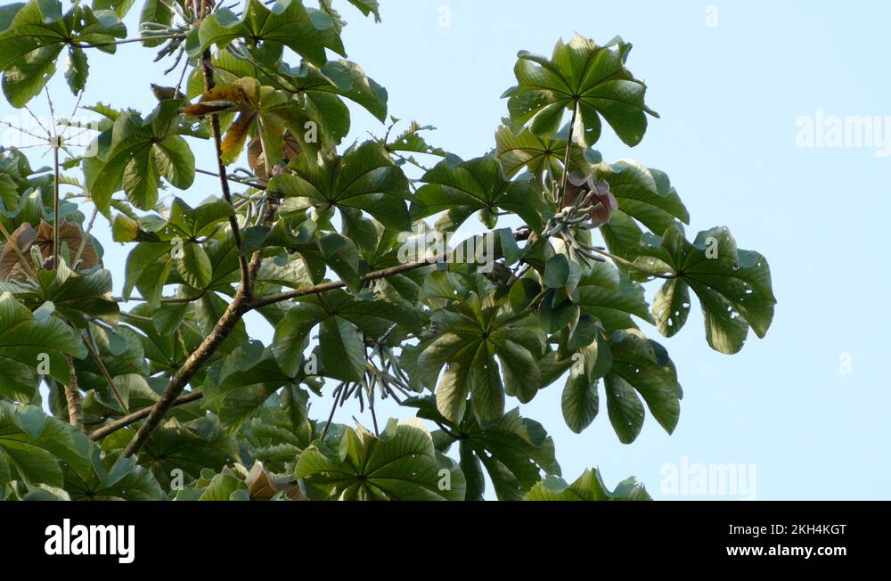 Leaf leaves cecropia tree Stock Videos & Footage - HD and 4K Video ...