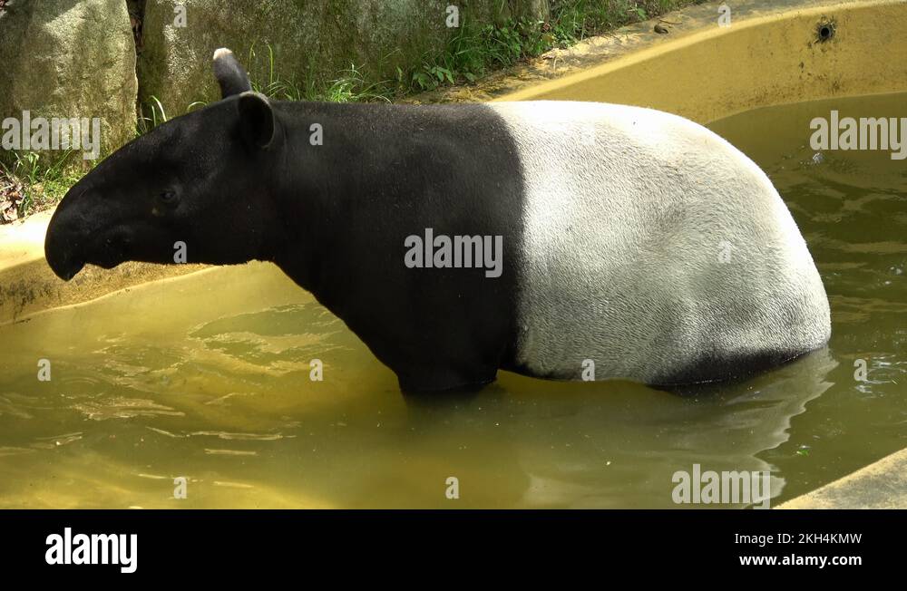 Malayan tapir, Tapirus indicus, Asian tapir, pooping in water. 4K Stock ...
