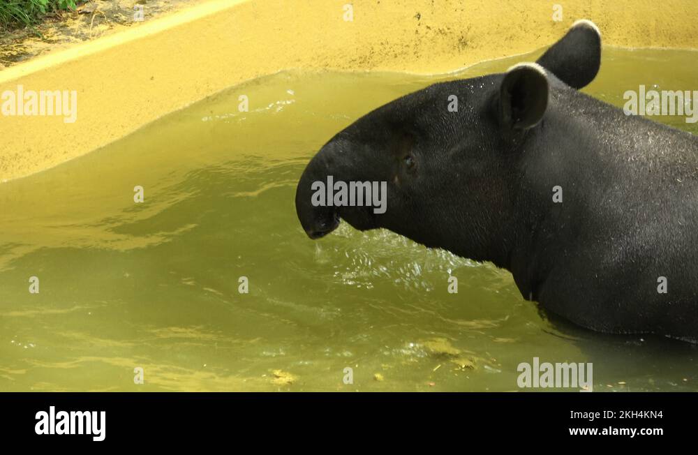 Malayan tapir, Tapirus indicus, Asian tapir, coming out from the pool ...