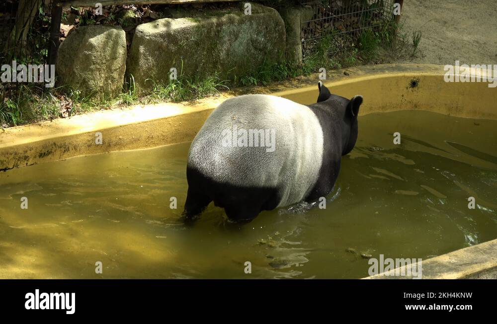 Malayan tapir, Tapirus indicus, Asian tapir, bathing in a pool. 4K ...