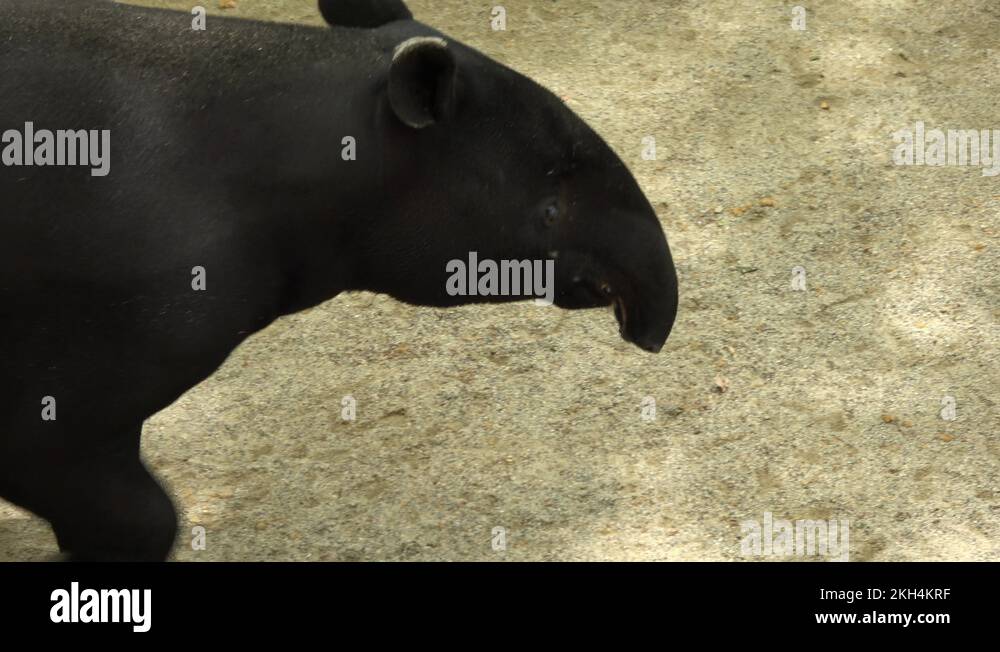 Asiatic tapir malayan tapir tapirus Stock Videos & Footage - HD and 4K ...