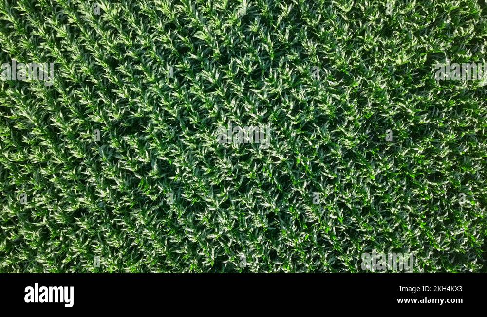 Top view crop Stock Videos & Footage - HD and 4K Video Clips - Alamy