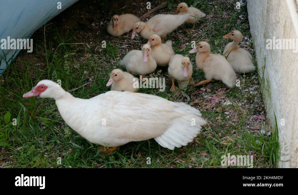 White musk duck and nine ducklings walking on grass next to the blue ...