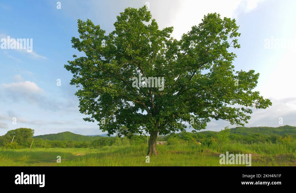 Lone oak tree Stock Videos & Footage - HD and 4K Video Clips - Alamy
