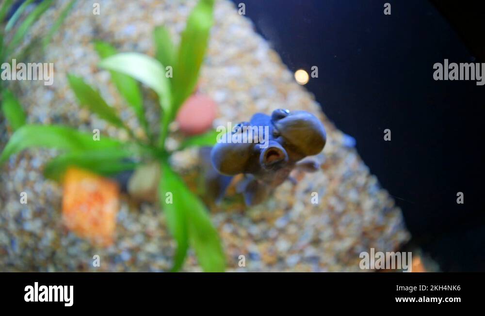 Puffy fish Stock Videos & Footage - HD and 4K Video Clips - Alamy