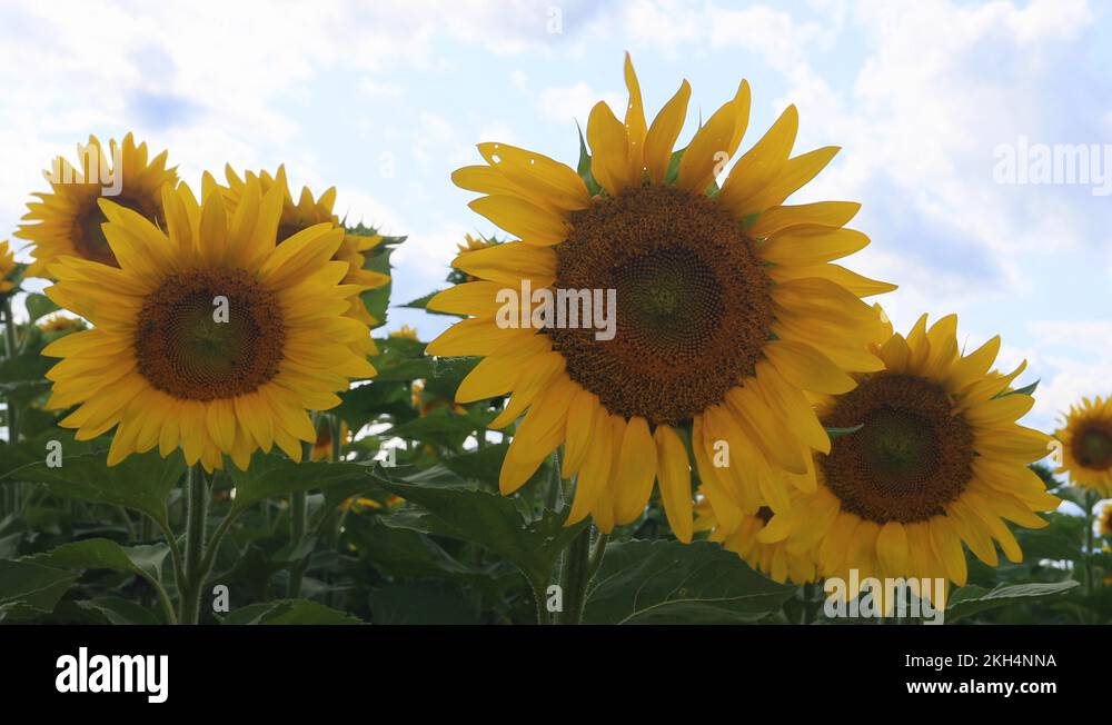Bright yellow sunflower close Stock Videos & Footage - HD and 4K Video ...