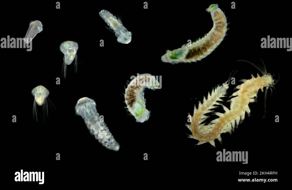 Zooplankton Britannicacom