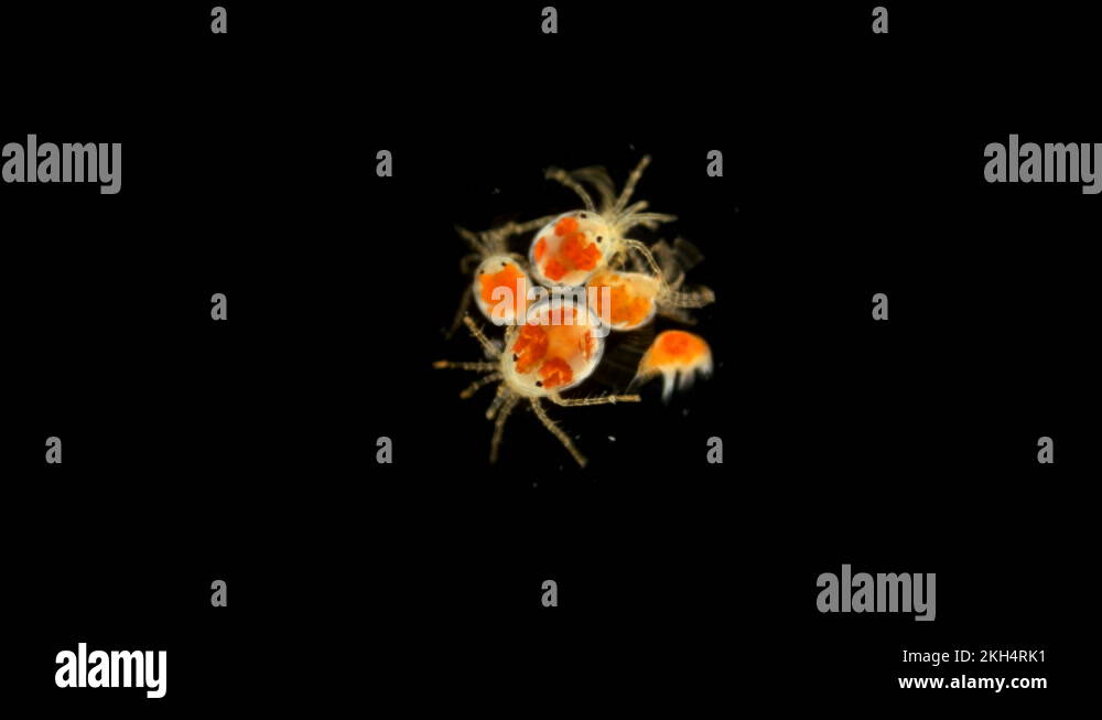 Black Sea plankton and zooplankton under a microscope, mite ...