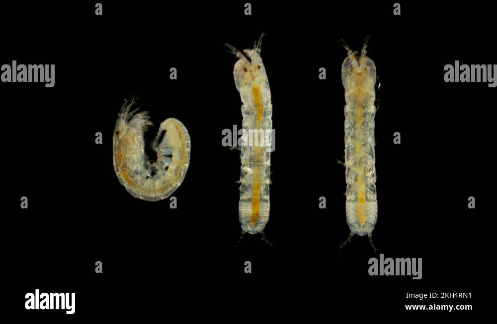 Black Sea plankton and zooplankton under a microscope, a small ...