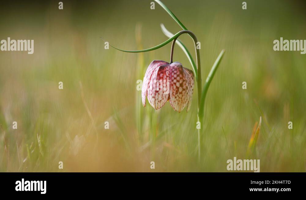 Snakes flower Stock Videos & Footage - HD and 4K Video Clips - Alamy