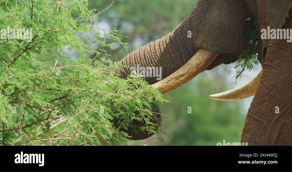 Thorn tree branches Stock Videos & Footage - HD and 4K Video Clips - Alamy