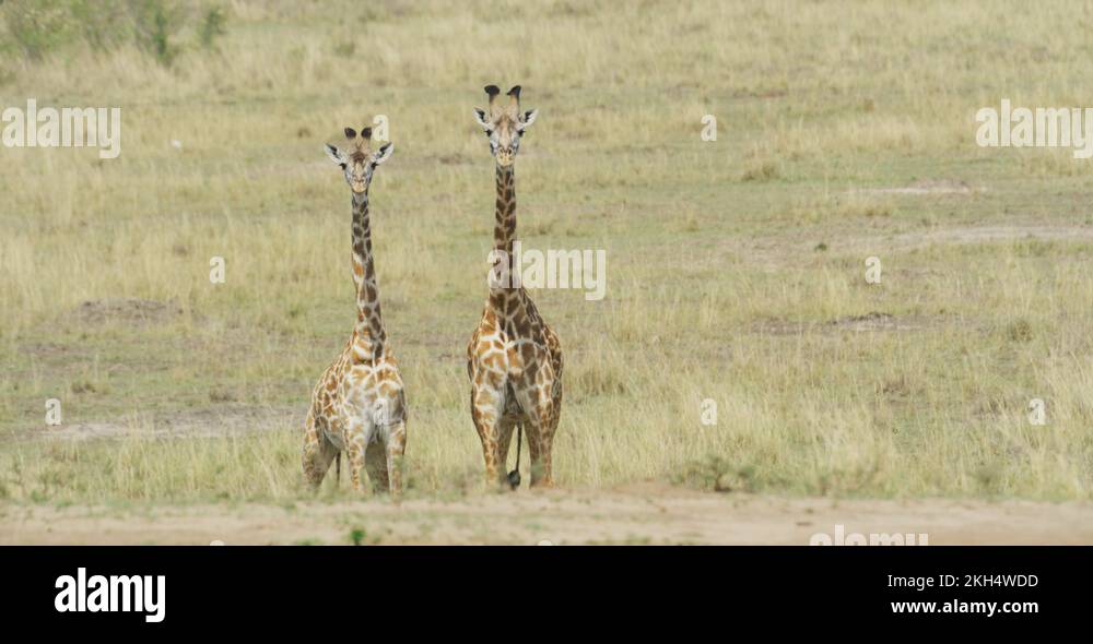 Animals looking into camera Stock Videos & Footage - HD and 4K Video ...