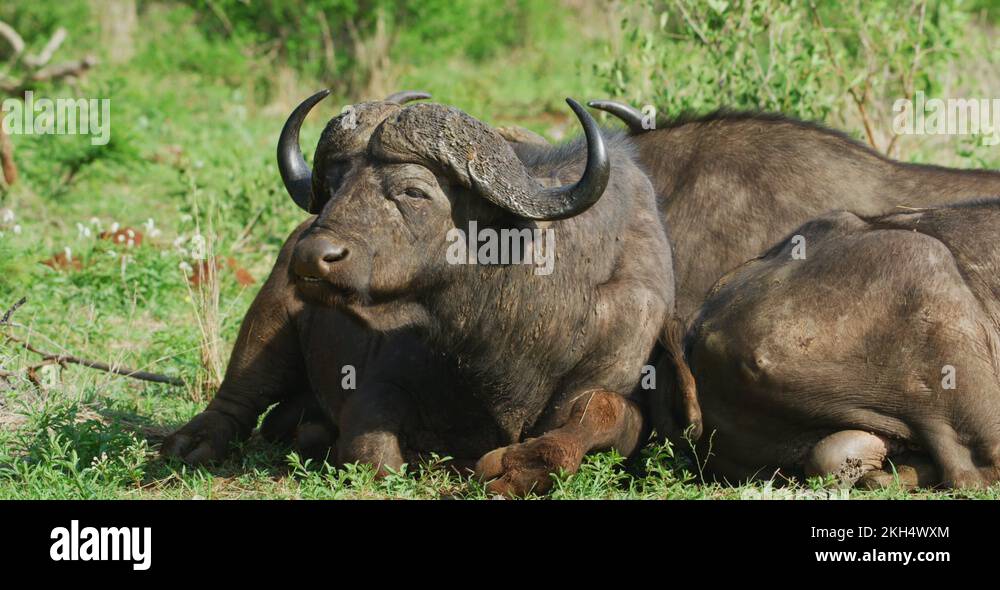 African buffalo group Stock Videos & Footage - HD and 4K Video Clips ...