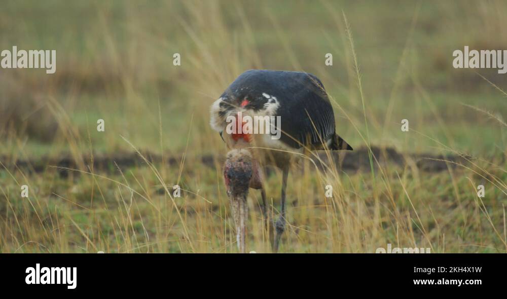 6K Raw - Marabou Stork eats meat taken from hyena kill, close shot ...