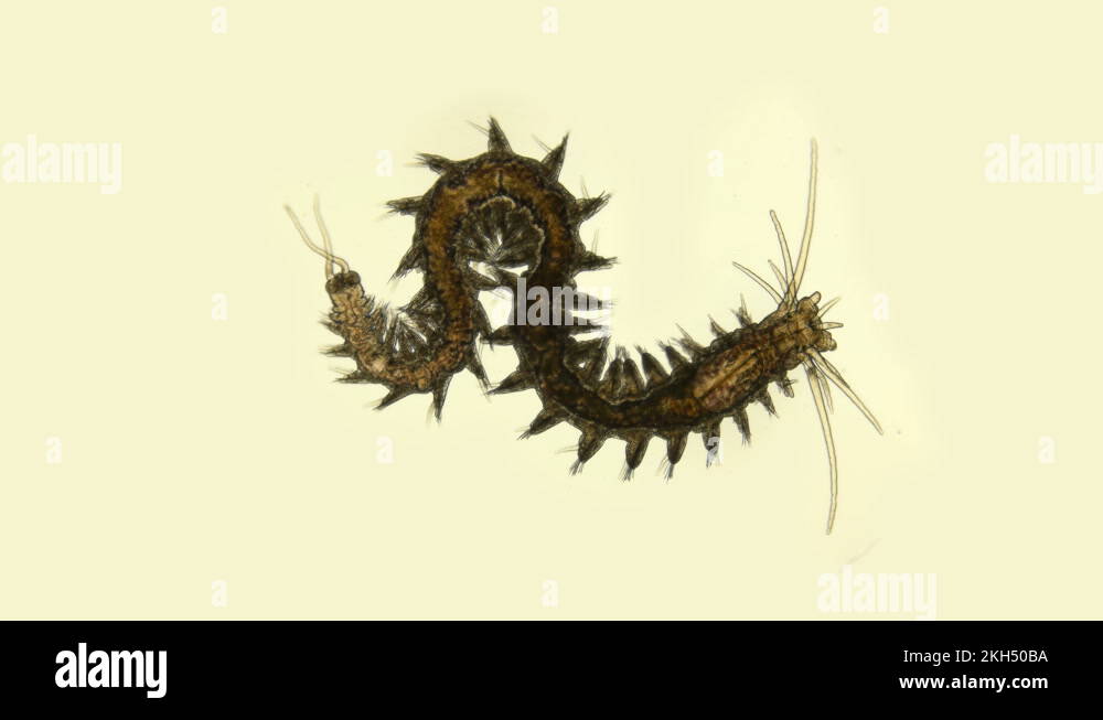 Black Sea plankton and zooplankton under a microscope, Polychaeta worm ...