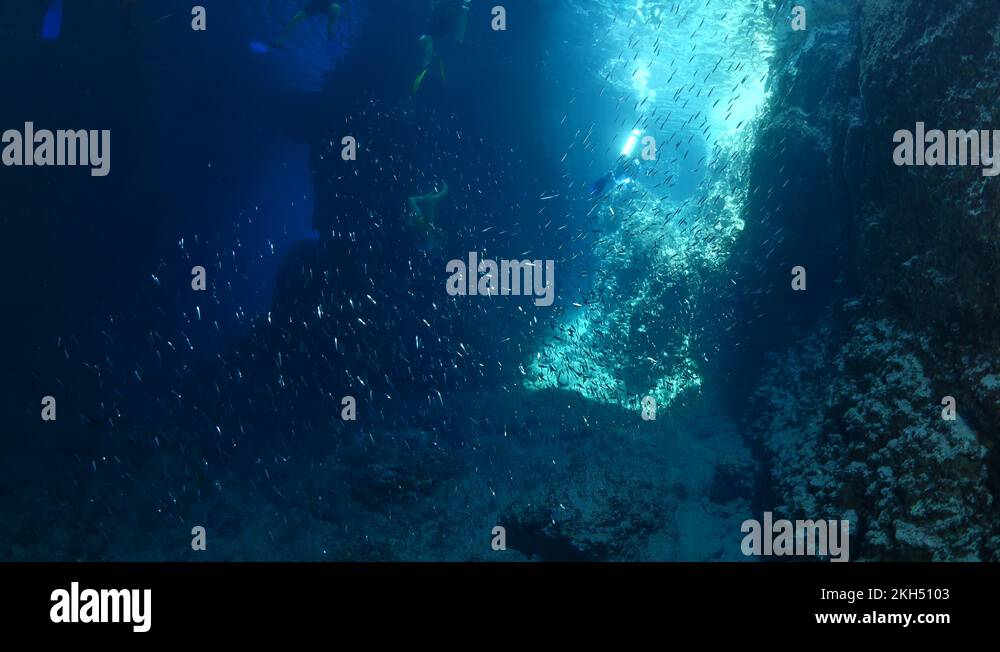 silverside fish school shiny in a cave underwater cave diving scuba ...