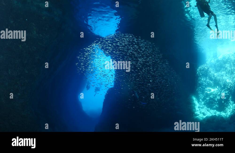 silverside fish school shiny in a cave underwater cave diving scuba ...