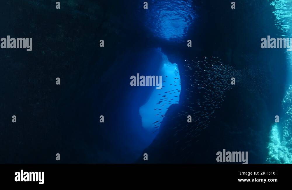 silverside fish school shiny in a cave underwater cave diving scuba ...