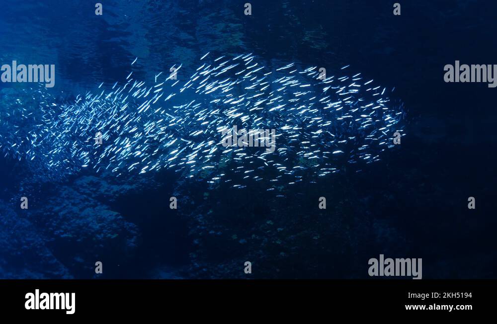 silverside fish school shiny in a cave underwater cave diving scuba ...