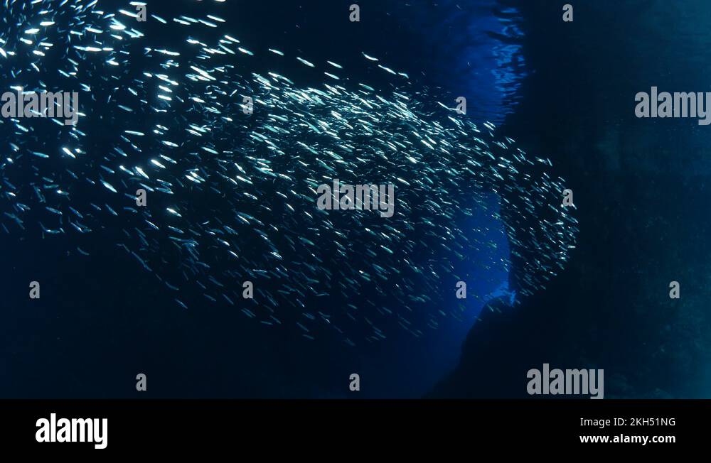 silverside fish school shiny in a cave underwater cave diving scuba ...