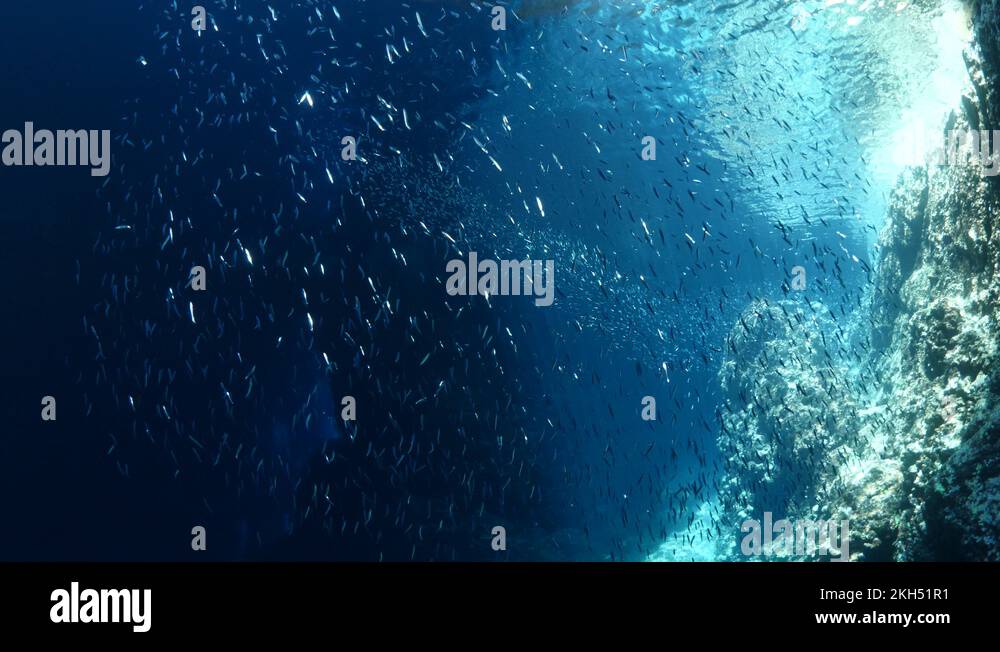 silverside fish school shiny in a cave underwater cave diving scuba ...