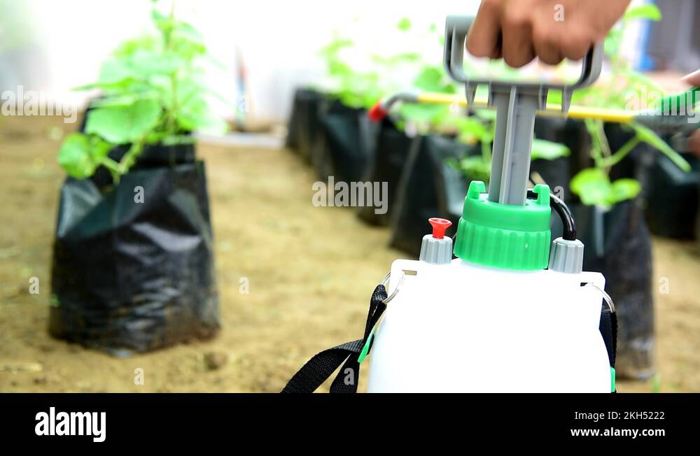 spray the Insecticide to Vegetable in farm Stock Video Footage - Alamy