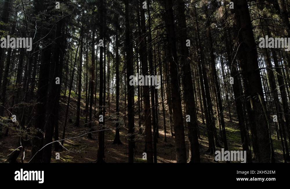 Temperate forest Stock Videos & Footage - HD and 4K Video Clips - Alamy