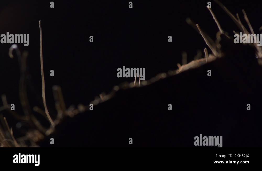 Pulp of coconut in a piece half broken in black background with ...
