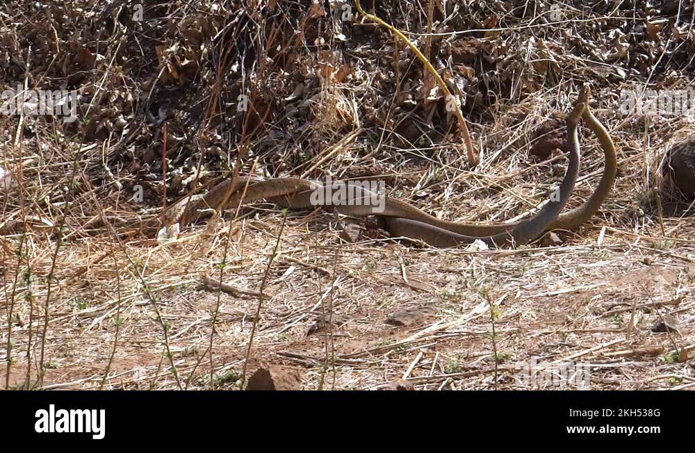 Snakes in india Stock Videos & Footage - HD and 4K Video Clips - Alamy