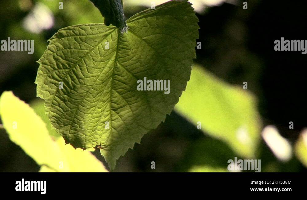 Beach leaves Stock Videos & Footage - HD and 4K Video Clips - Alamy