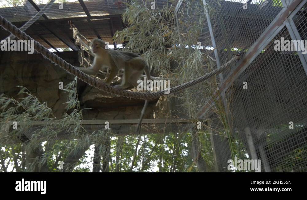 Monkey parrot Stock Videos & Footage - HD and 4K Video Clips - Alamy