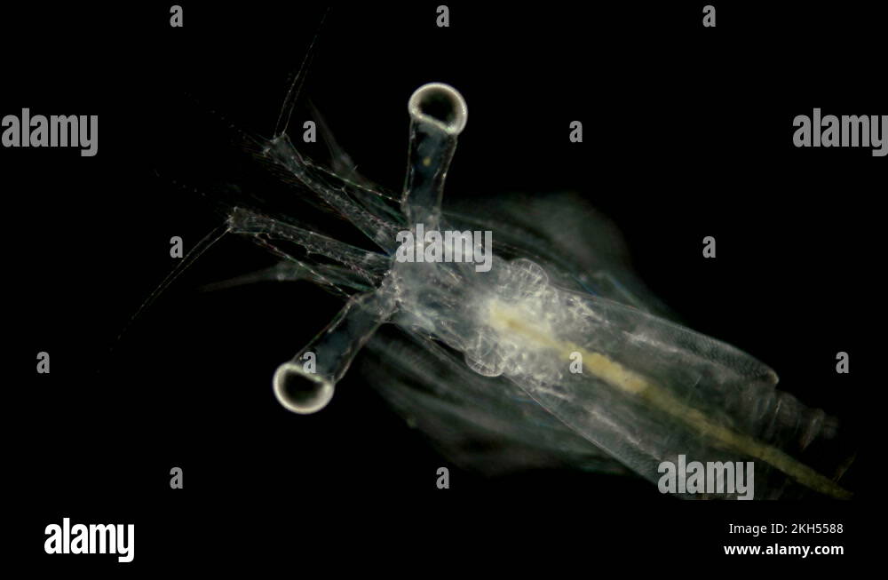 Black Sea plankton and zooplankton under a microscope, Mysid shrimp ...