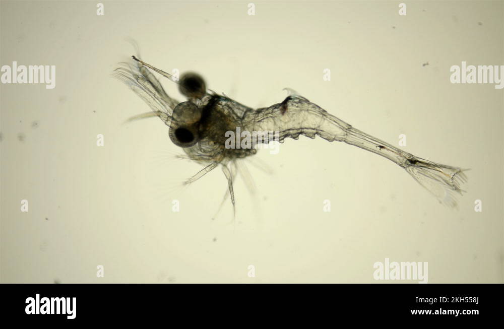 The Black Sea plankton and zooplankton under the microscope, the shrimp ...