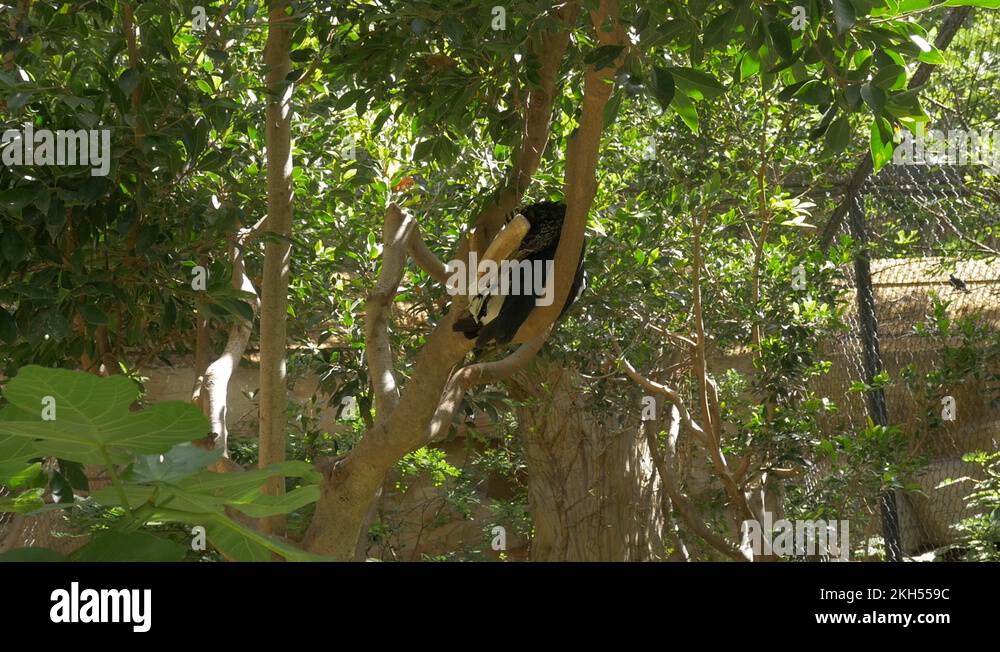 Curious tree Stock Videos & Footage - HD and 4K Video Clips - Alamy