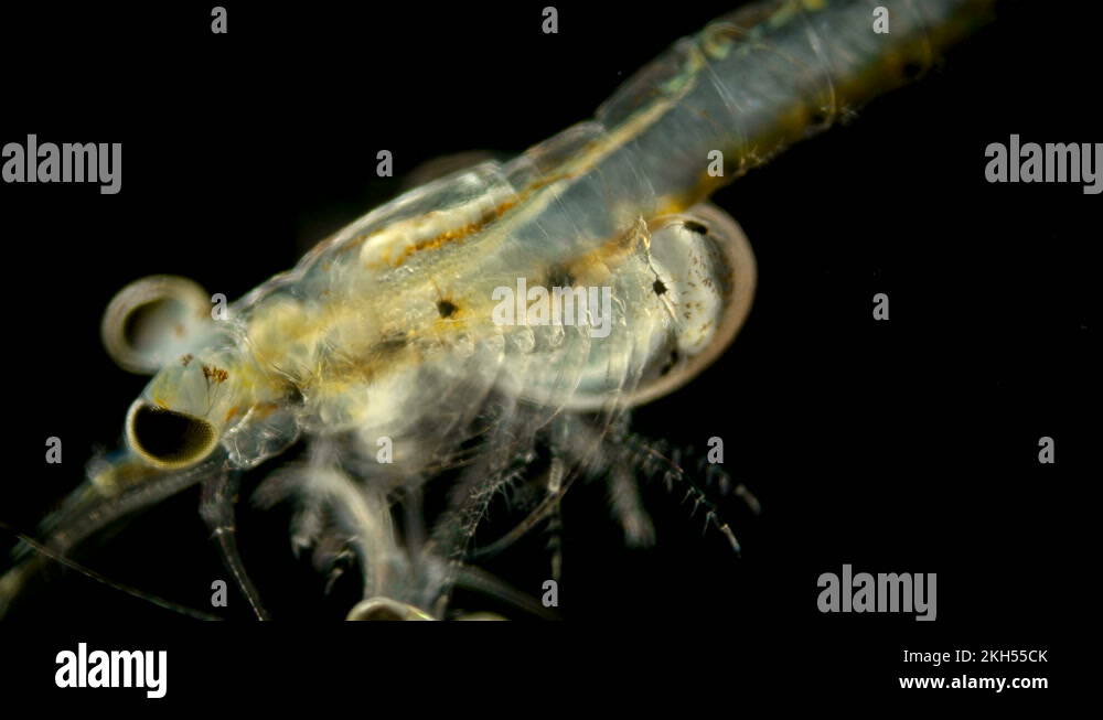 Black Sea plankton and zooplankton under a microscope, Mysid shrimp ...