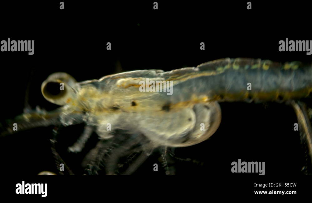 Black Sea plankton and zooplankton under a microscope, Mysid shrimp ...