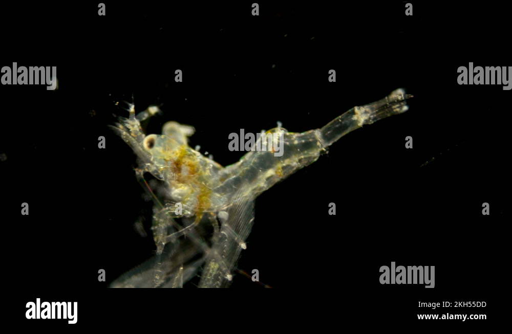 The Black Sea plankton and zooplankton under the microscope, the shrimp ...