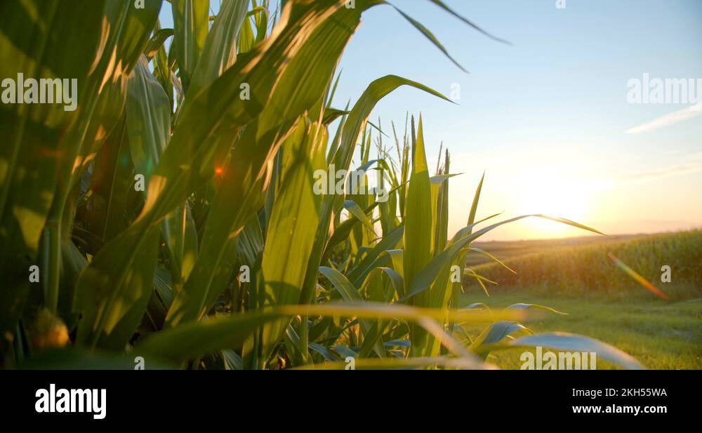 Corn crops farm Stock Videos & Footage - HD and 4K Video Clips - Alamy